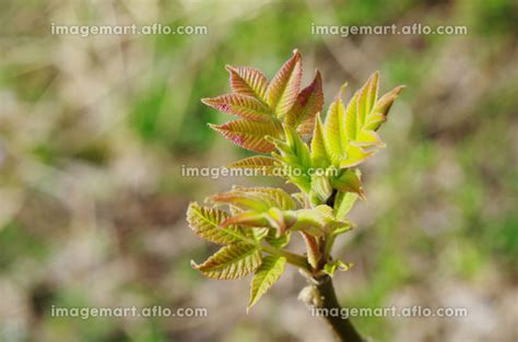 ヌルデの芽吹きの写真素材 219882388 イメージマート