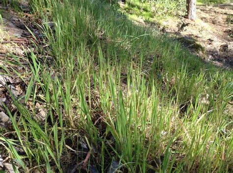 Encouraging Grass Under Pine Trees In The Ask A Question Forum