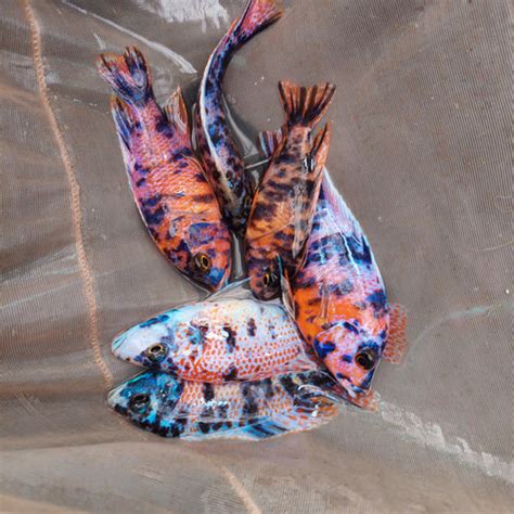 Jual Ob Pecaok Super Kota Bekasi Cichlidindonesia Tokopedia