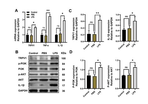 Effect Of Inflammatory Stimulation On Transient Receptor Potential Download Scientific Diagram