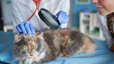 Bacterial Skin Infections Pyoderma In Cats Petmd