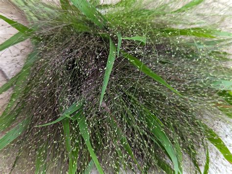 How To Grow Frosted Explosion Grass — Three Acre Farm