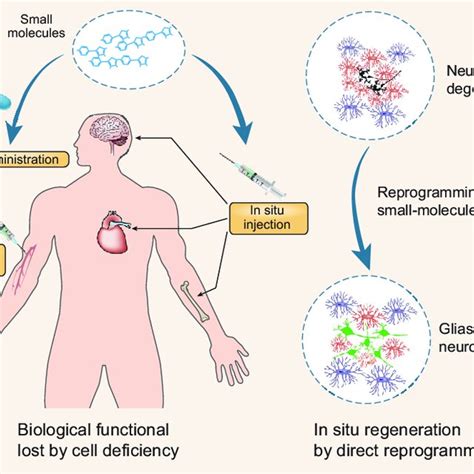 Chemical Reprogramming Of Somatic Cell Fate Download Scientific Diagram