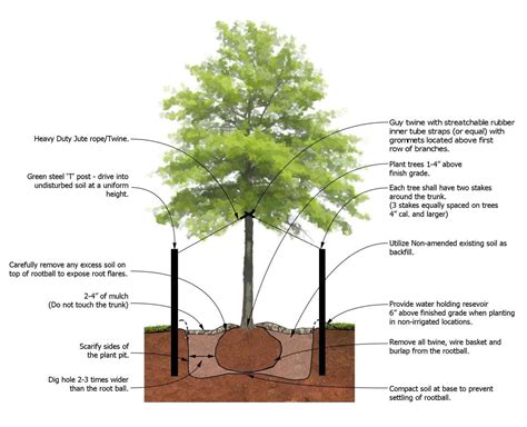 Arboretum Tree Care Plan And Standards Oklahoma State University