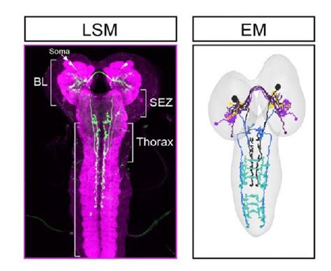 Neural Correlates Of Navigational Decision Making Matthieu Louis Lab Sensory Systems And