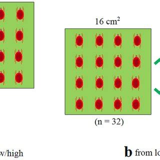 Diagram Of Experimental Design To Test The Effect Of Population Density Download Scientific