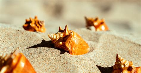 껍데기 껍질 디테일 껍질 모양 껍질 식별 껍질 연구 따뜻한 음색 모래 모래 질감 밀물과 썰물 바다 바다 경치 바다 조개 셀렉티브 포커스 소라 쉘