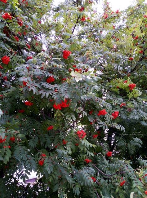 Rowan Tree On Tumblr