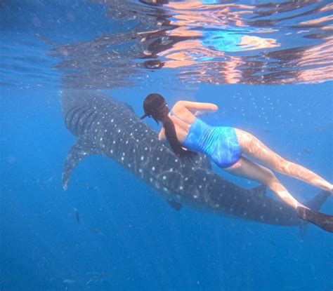 필리핀 세부 3박 5일 여행 ️ 오슬롭 고래상어모알보알시티투어레아신전오슬롭성당탑오브세부카바나레스토랑 네이버 블로그