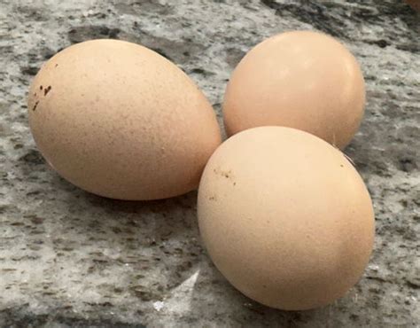 All Products The One Egg Llc