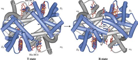 5 2 Myoglobin And Hemoglobin Bs1005 Cm1051 Biochemistry I