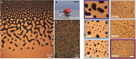 Snapshots And Illustration Of A Chiral Active Fluid Of Colloidal