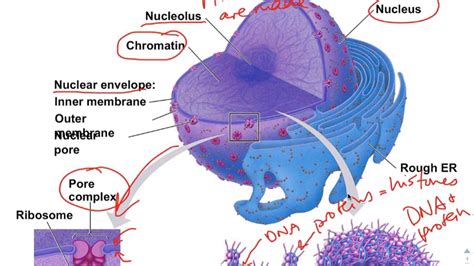 Chapter Screencast Nucleus And Ribosomes YouTube