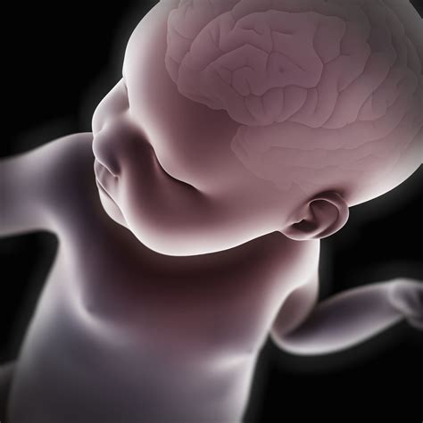 Definition And Examples Of Universal Grammar