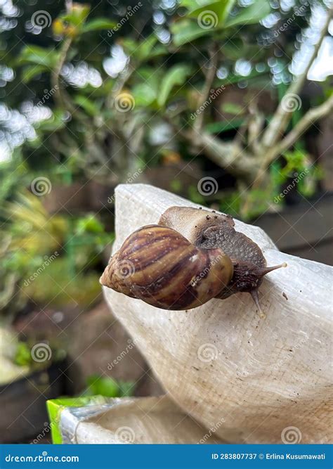 A Snail With A Brown Coiled Shell With Patterns On A White Sack In A Garden Stock Image Image