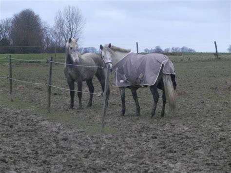 Fracture Métacarpien Rudimentaire