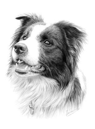 Nolon Stacey A Pencil Artist S Blog Border Collie Head Study