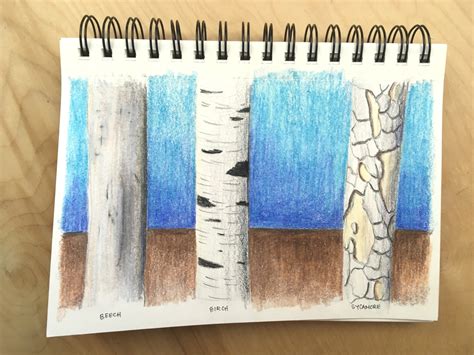 Identifying Trees Using Texture Lesson Plan Ridge Light Ranch