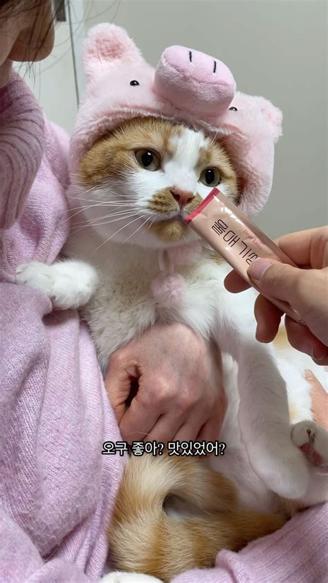 임춘식 츄니 왜케 곰돌이 같지•••🐻 둘이 뭘 그렇게 속닥거리는고야••• 임춘식 춘식 8살춘식 Orangecat Instagram