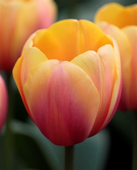 Marit Onings Holland Flowerbulbs