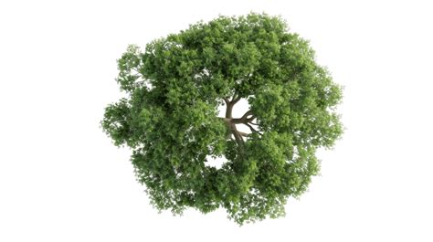 Tree Texture Pngs For Free Download