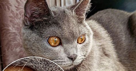 Telefon Baru Redmi Akan Datang Dengan Kamera 64mp Soyacincau Bm