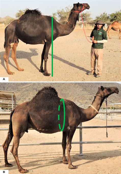 What Species Is A Camel Bactrian Camel Denver Zoo