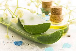 Алоэ вера от прыщей: рецепты, отзывы