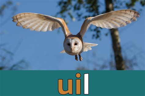 ui van uil downloadbaar lesmateriaal klascement