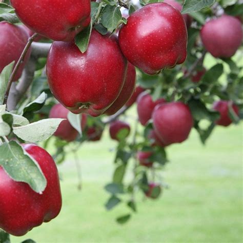 Red Apple Trees