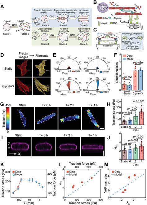 Programmable And Reversible Integrin‐mediated Cell Adhesion Reveals Hysteresis In Actin Kinetics
