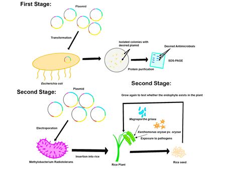 The Application Of Endophytic Bacteria Methylobacterium Radiotolerans To Protect A Strain Of
