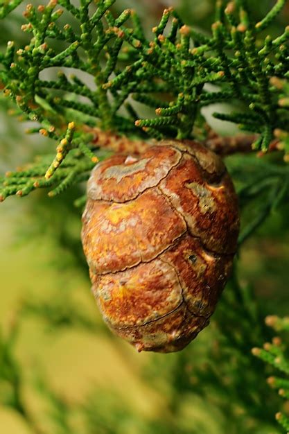 Premium Photo Cupressus Is A Genus Of Trees Commonly Called Cypress