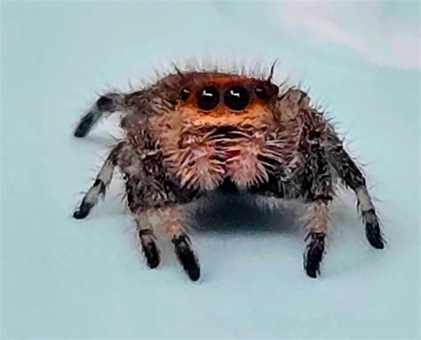 Regal Soroa Jumping Spider By Wilcox Spoods