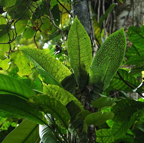 Epiphytes 2 Page 3 Mur Vegetal Patrick Blanc