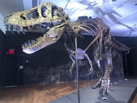 A World Record The Most Expensive Tyrannosaurus Rex Skeleton Ever Sells At Auction The