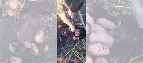 Семенной картофель Лапоть купить в Липецке | Товары для дома и дачи | Авито