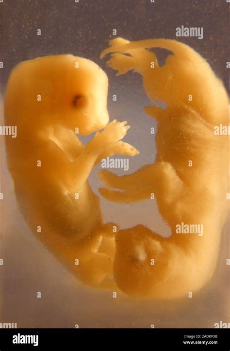 Cat Foetuses Pair Of Cat Foetuses Felis Sp Preserved In Embalming