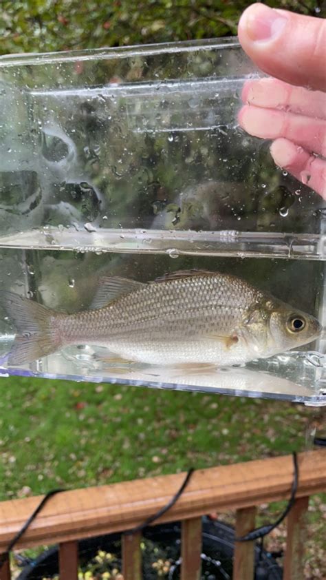 White Perch Morone Americana Atlantic Aquaculture