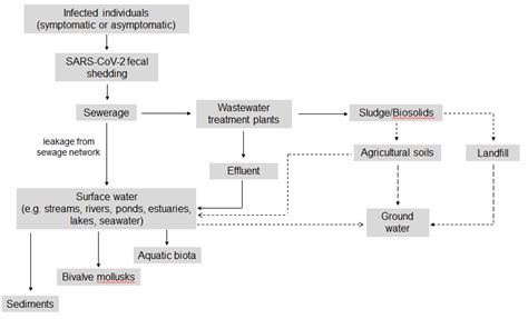 Potential Modes Of Environmental Contamination By Sars Cov 2 Dashed