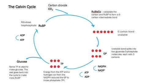 What Is The Calvin Cycle Kew Endeavour