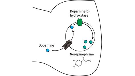 Norepinephrine Neurotransmitter Function