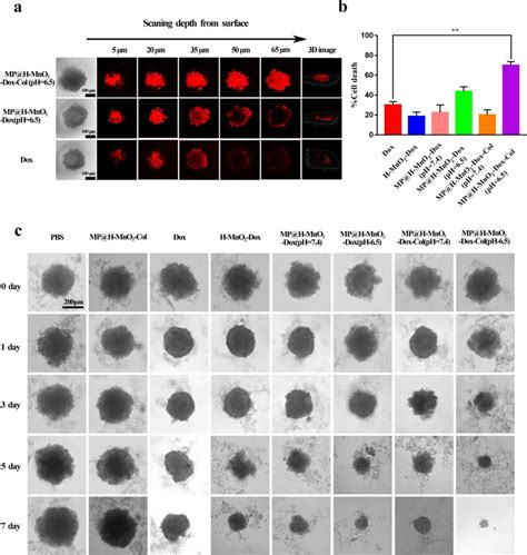 In Vitro Efficacy Of Nps In The 3d Tumor Spheroid Model A Clsm Download Scientific Diagram