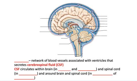 Deeper Medial Cut Brain Diagram Quizlet