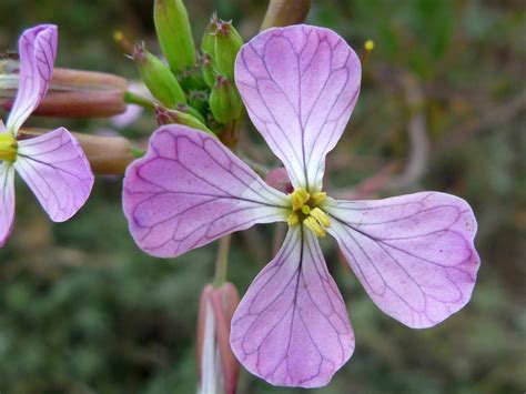 Pink Flower Pictures Of Raphanus Sativus Brassicaceae Wildflowers Of West Usa