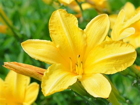 Most Popular Yellow Flower At Lincoln Pie Blog