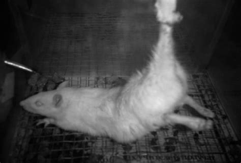 Ilin Novikov Method Of Rat Suspension As Revised By Morey Holton Download Scientific Diagram