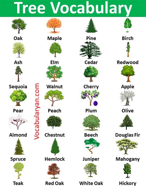 Trees Plants And Flowers Vocabulary List With Pictures Trees Name In