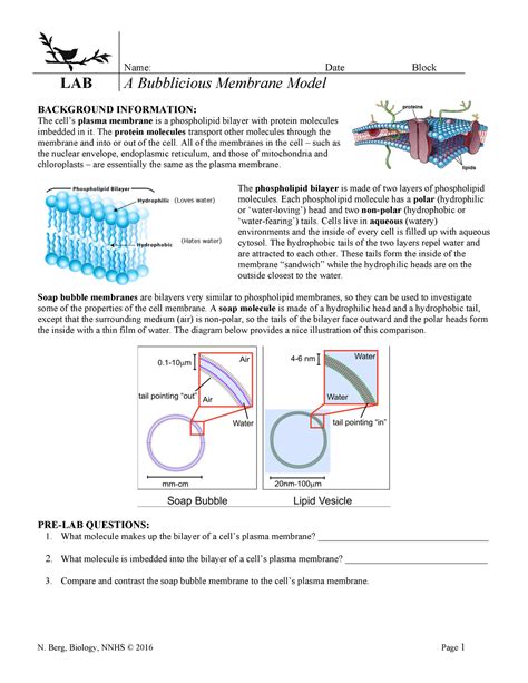 Cell Membrane Lab Yuh Name Date Block Lab A Bubblicious Membrane