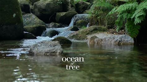 생각이 맑아지는 잔잔한 시냇물 Asmr 힐링음악🎵 숲의 향이 느껴지는 자연의 소리 치유음악 편안한 음악 독서음악 집중할때 듣는 음악 스트레스 해소음악